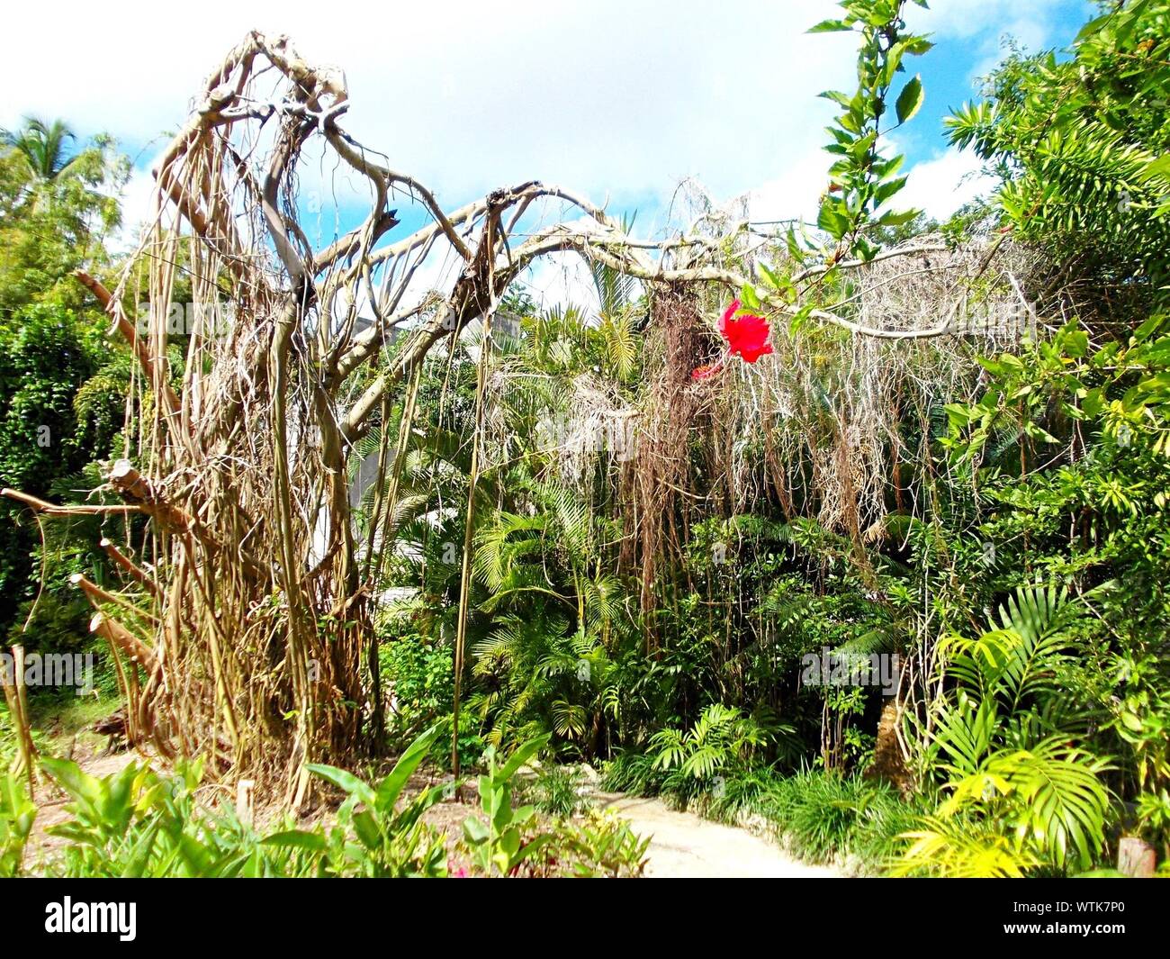 Green jungle hi-res stock photography and images - Alamy