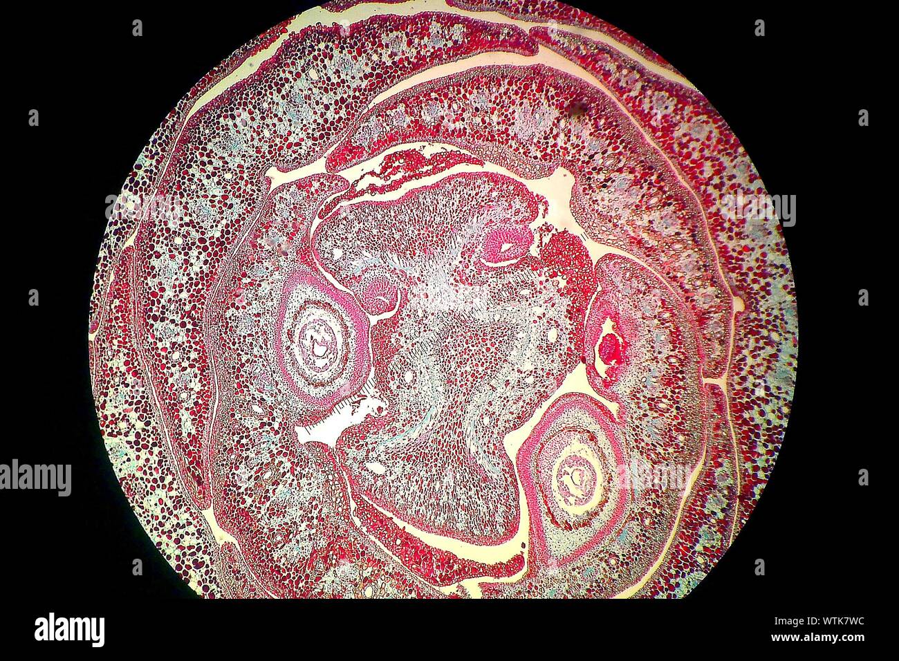 Through microscope hi-res stock photography and images - Alamy