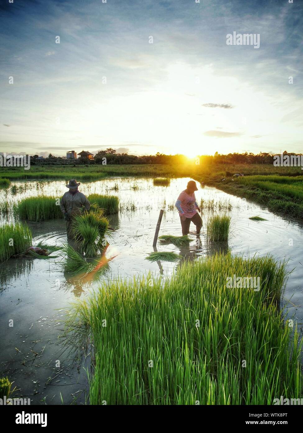 Working women in paddy field hi-res stock photography and images - Alamy