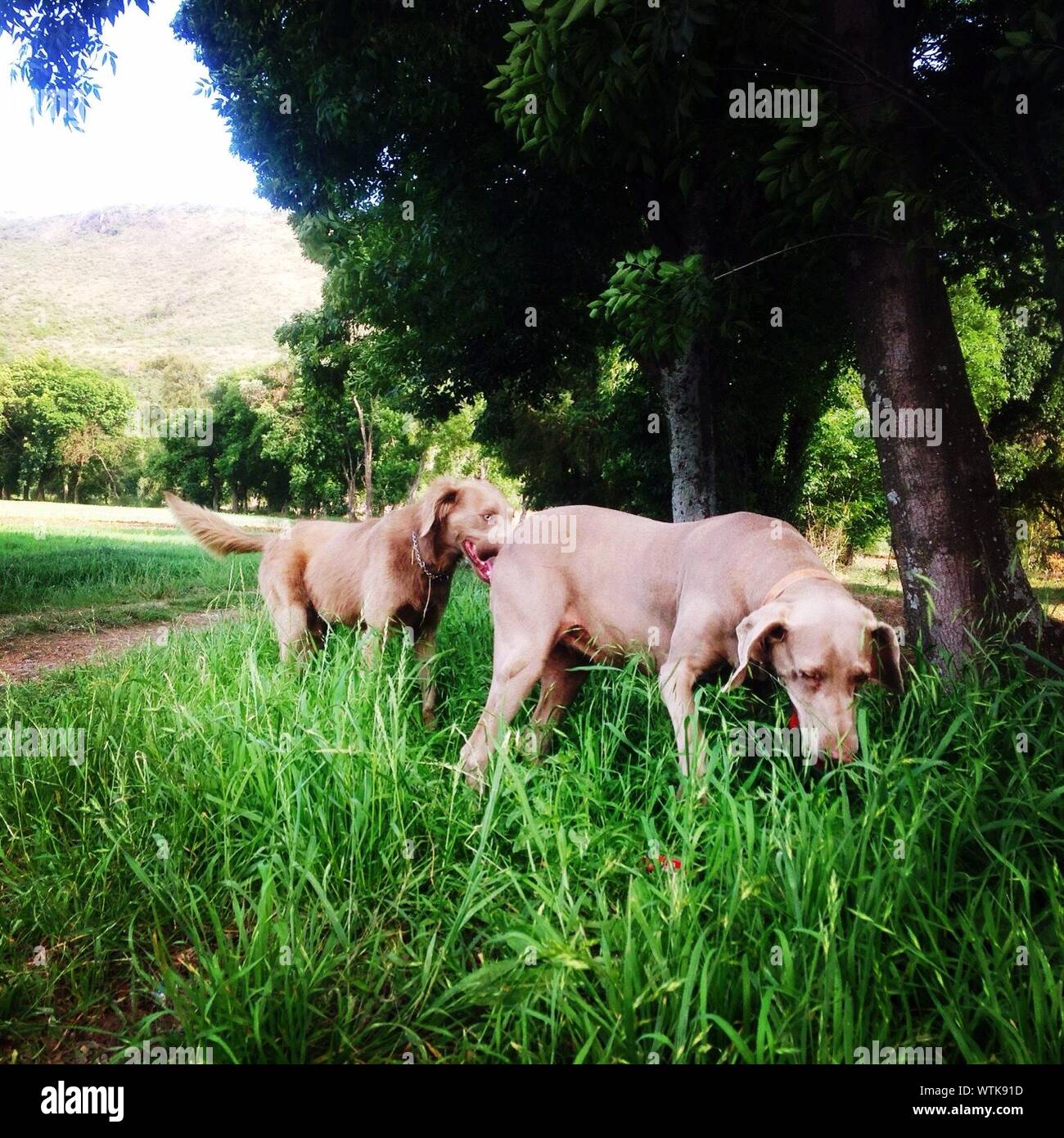 Sniffing another dog hi-res stock photography and images - Alamy