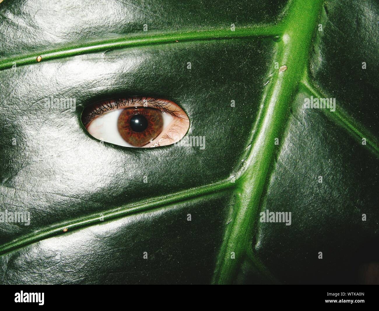Eye hole hi-res stock photography and images - Alamy