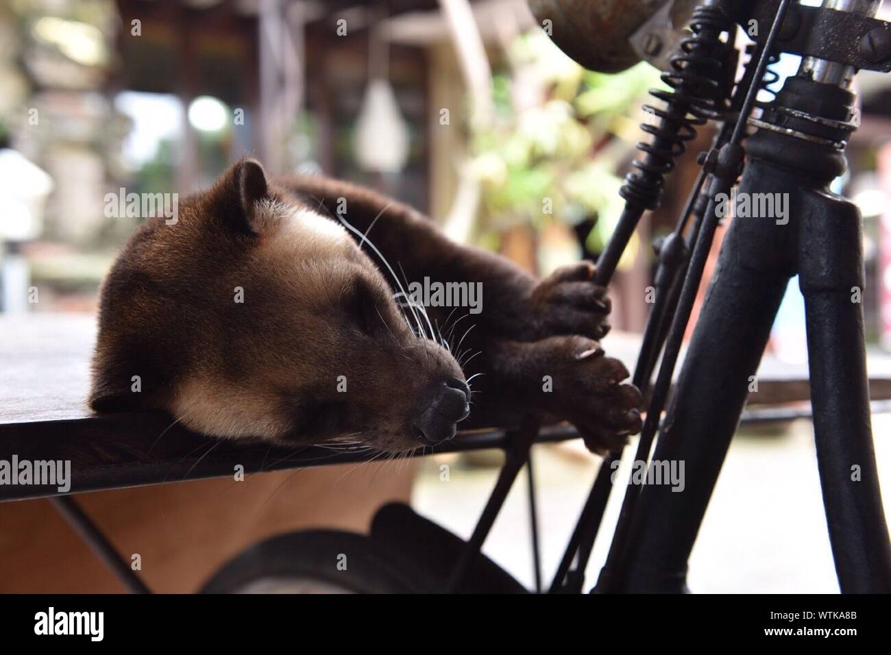 Civet indonesia hi-res stock photography and images - Alamy