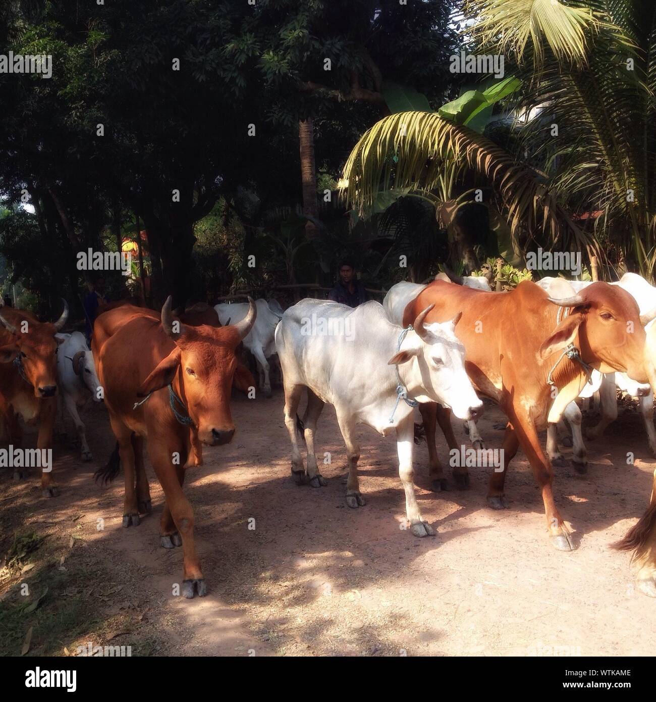 Group of cows hi-res stock photography and images - Alamy