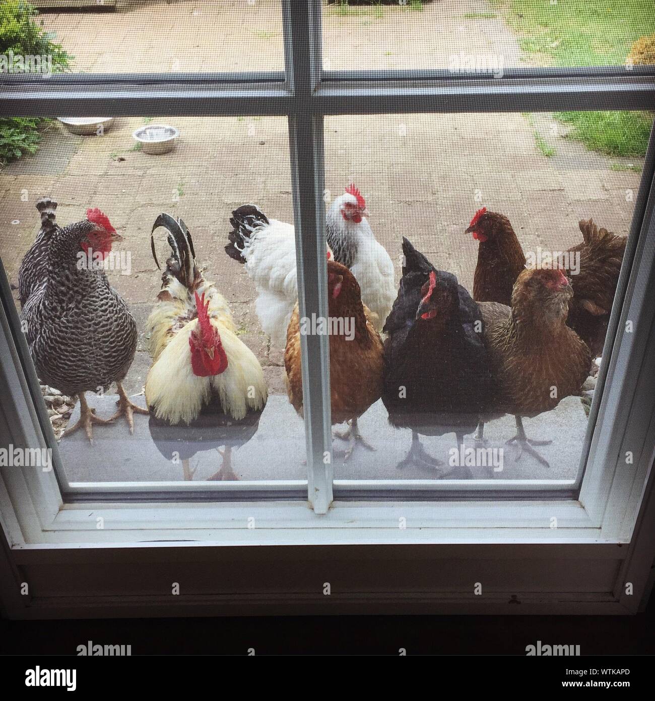 Hen chicken window hi-res stock photography and images - Alamy