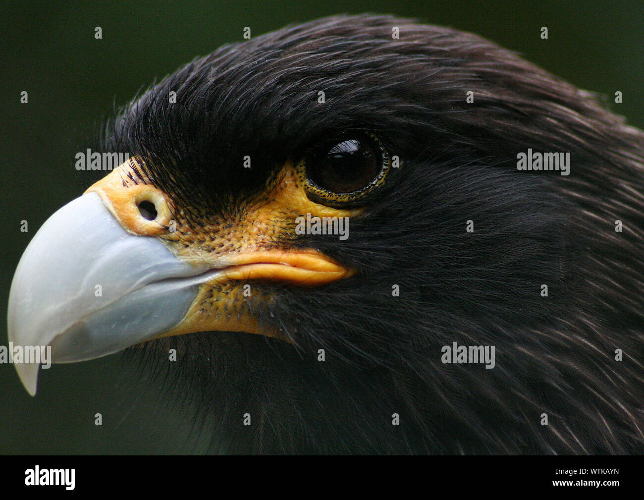 Hawks Head High Resolution Stock Photography and Images - Alamy