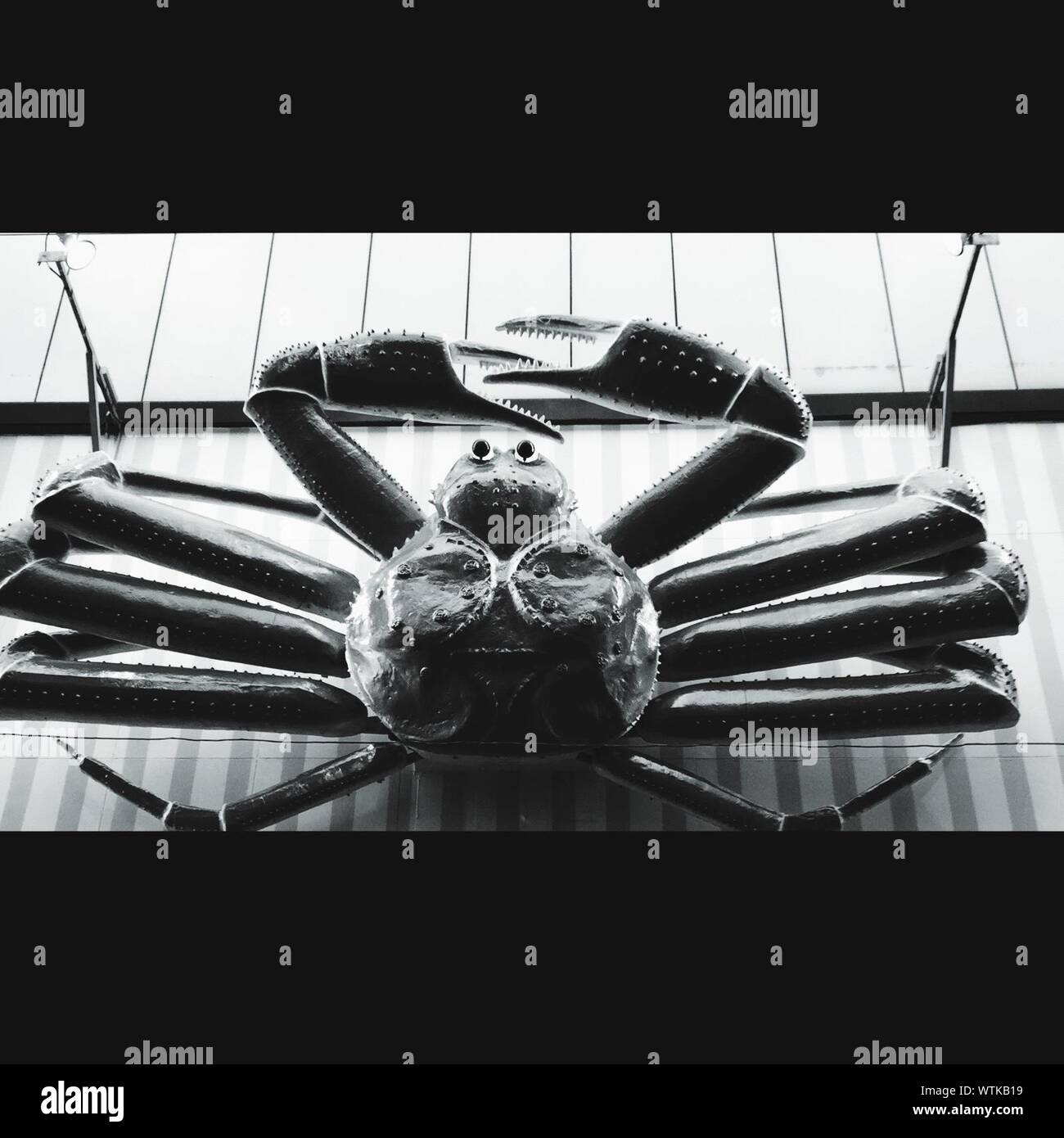 Giant crab hi-res stock photography and images - Alamy