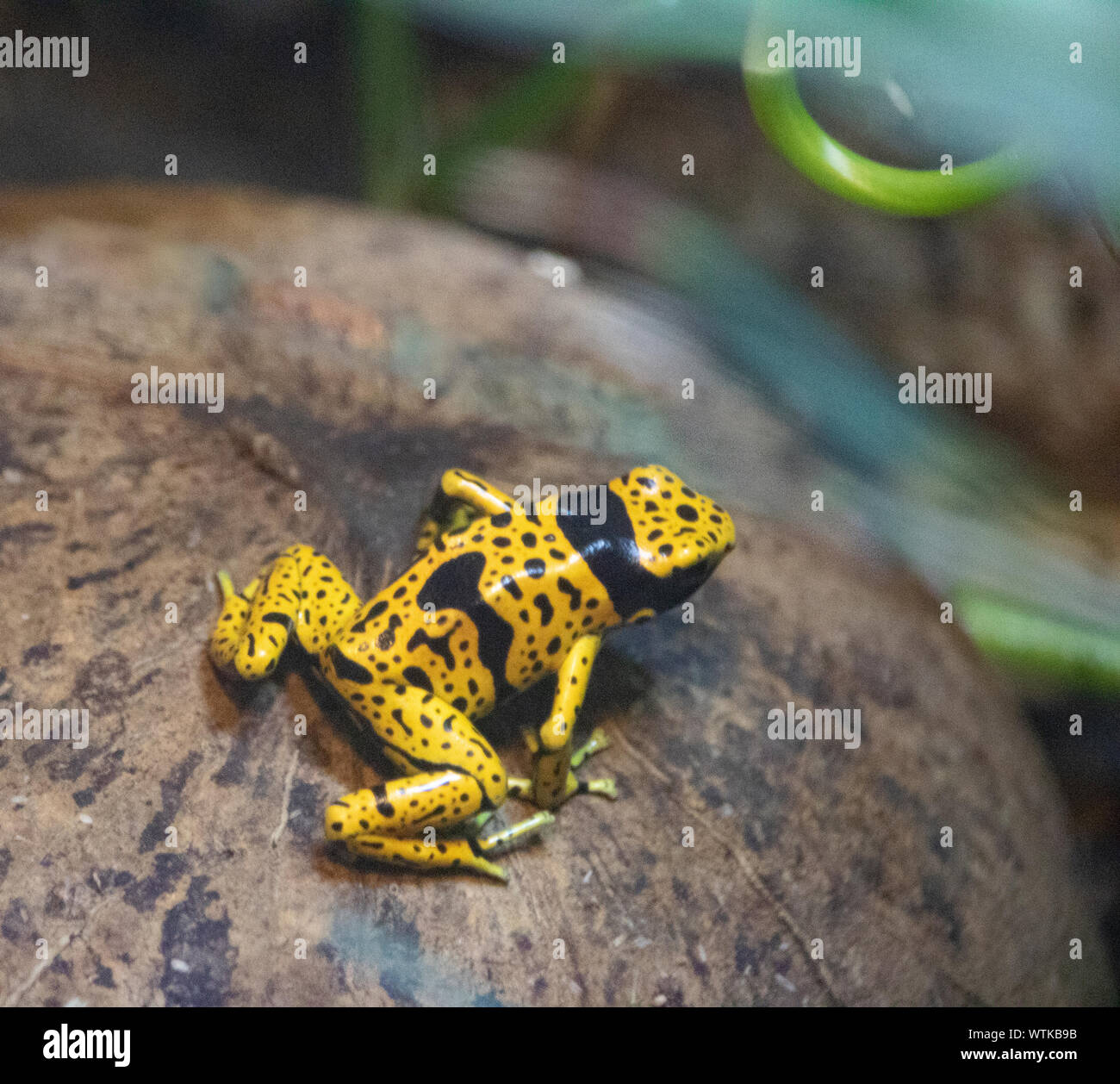 Yellow Frog With Black Spots