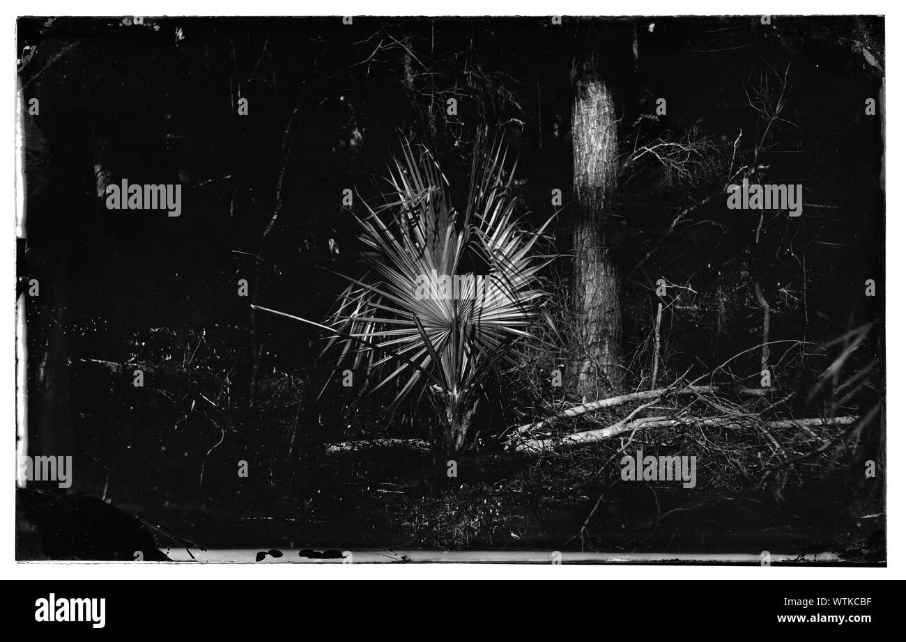 Morris island charleston Black and White Stock Photos & Images - Alamy