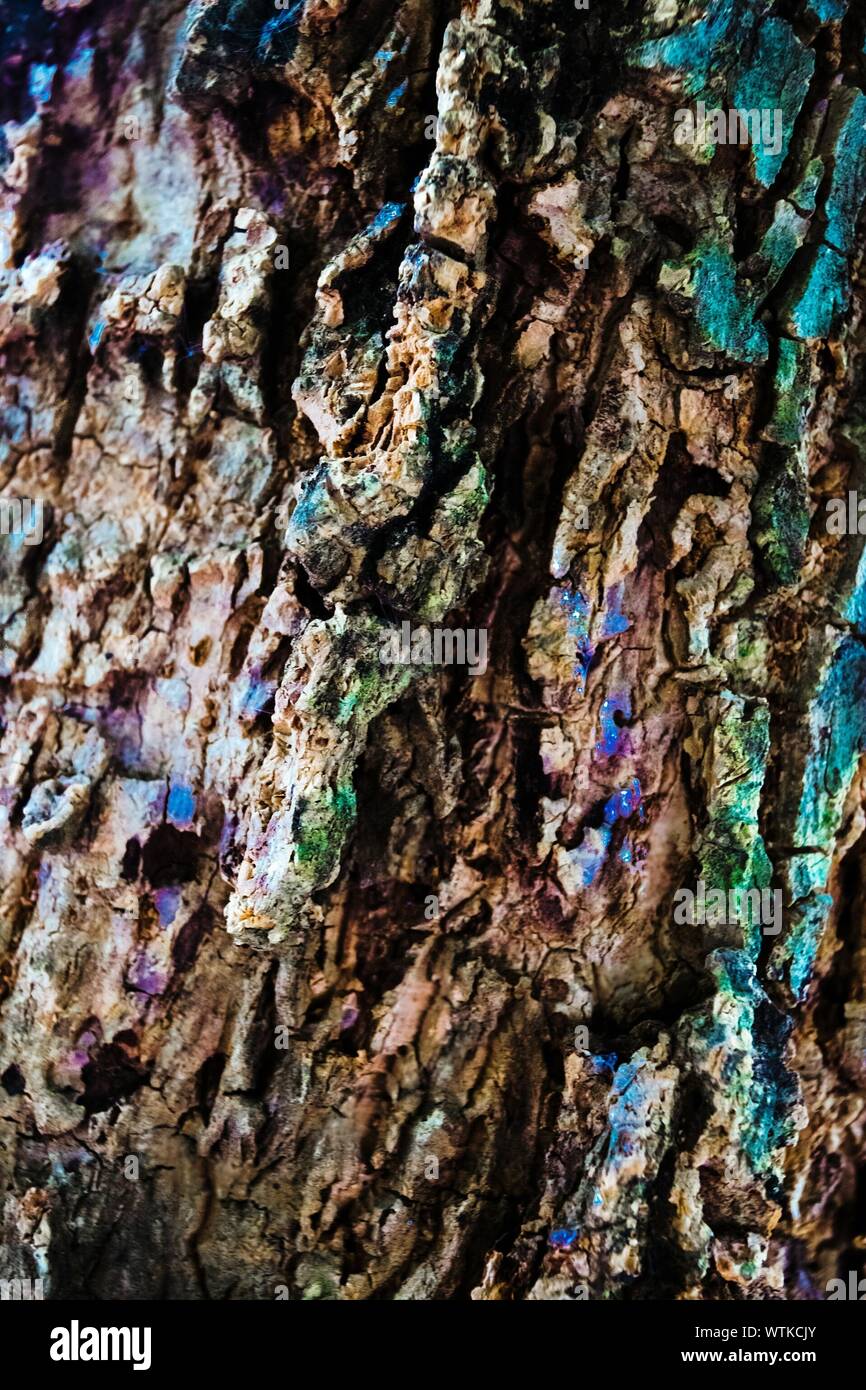 Rough tree hi-res stock photography and images - Alamy