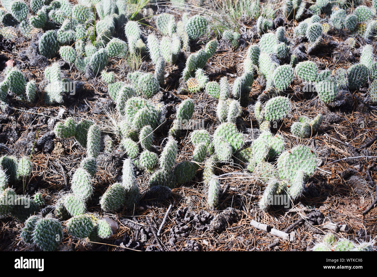 cactus. colorado 2019 Stock Photo - Alamy