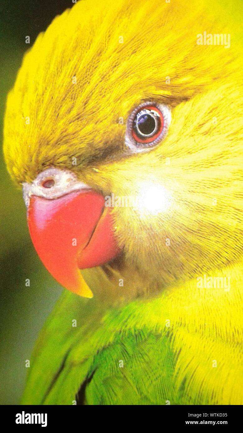 Shot of a bird hi-res stock photography and images - Alamy