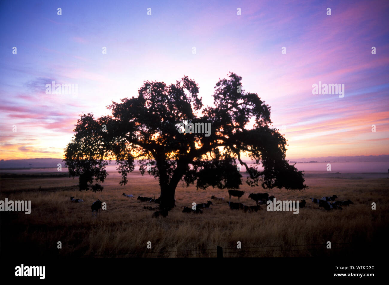 Cattle grazing under a large tree in a paddock at sunset Stock Photo ...