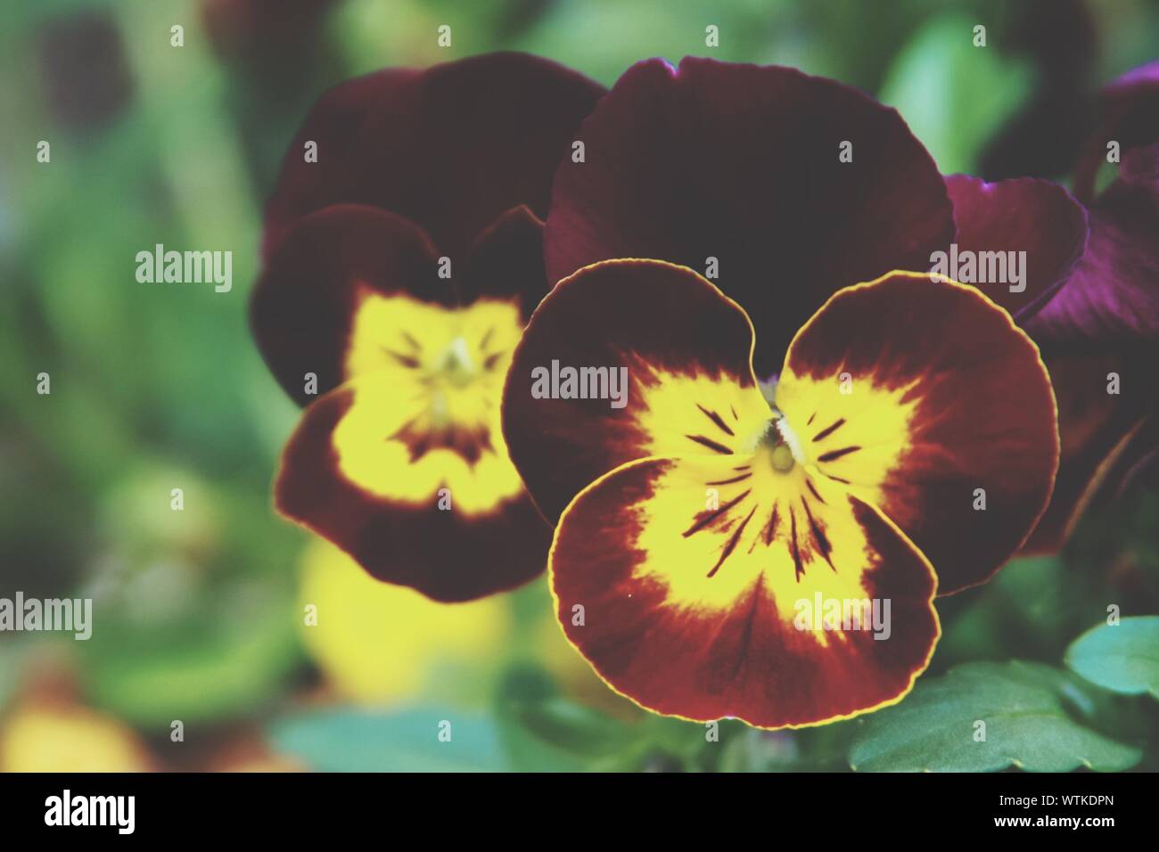 Maroon and yellow flowers hi-res stock photography and images - Alamy