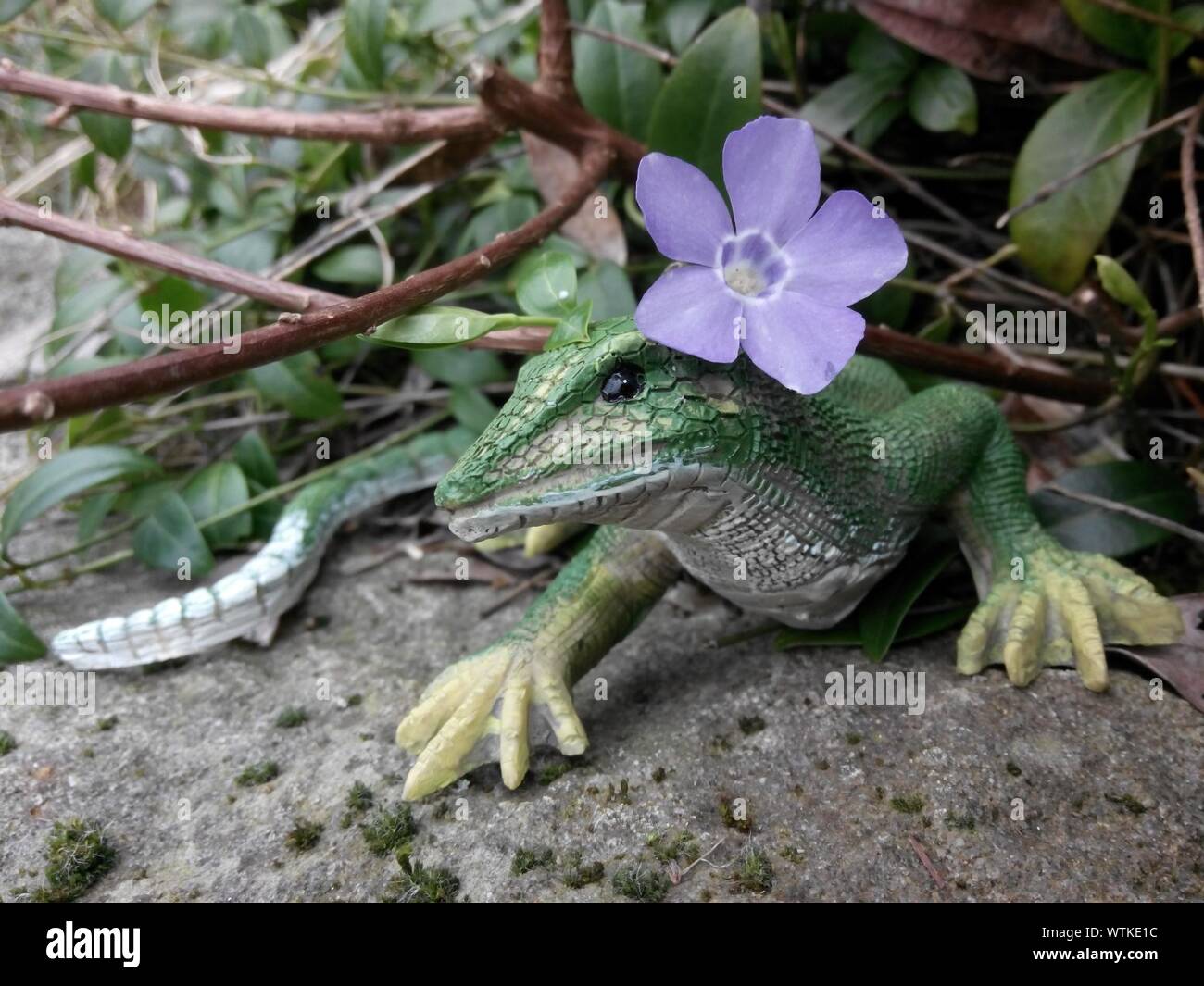 Purple lizard hi-res stock photography and images - Alamy
