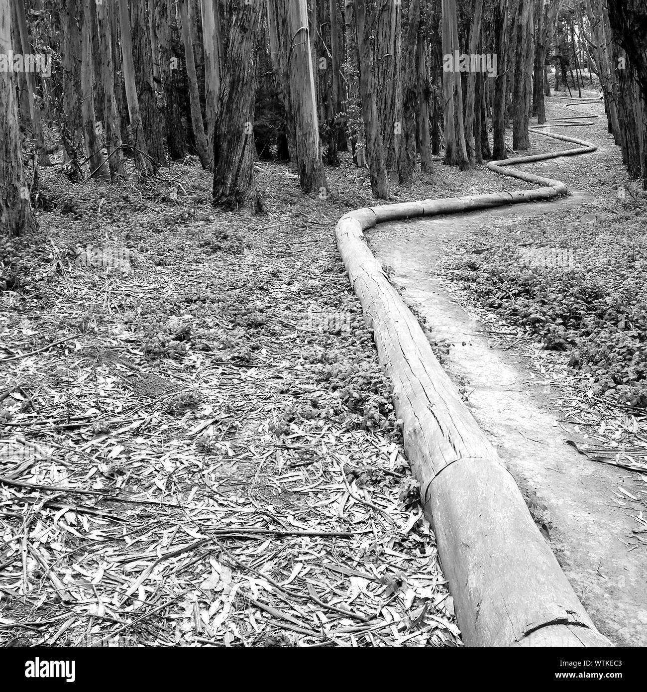 Log footpath hi-res stock photography and images - Alamy
