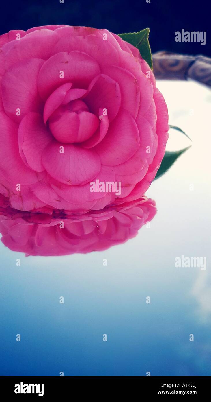 Close up reflection flower hi-res stock photography and images - Alamy