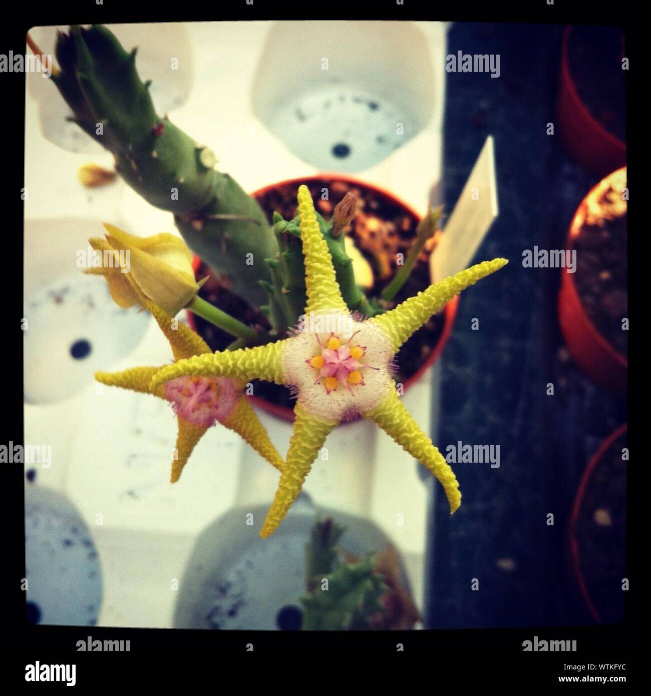 Star Shaped Flower High Resolution Stock Photography and Images - Alamy