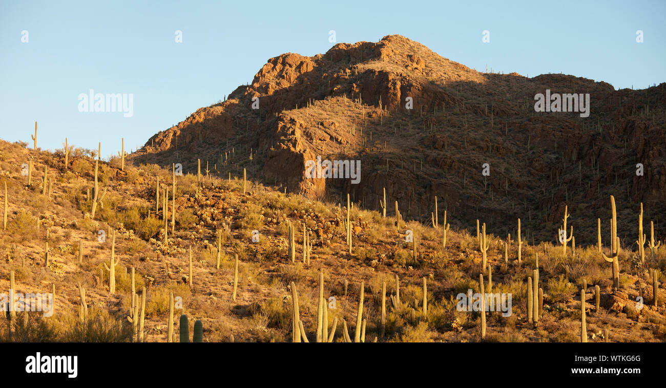 Scrubland ecosystem hi-res stock photography and images - Alamy