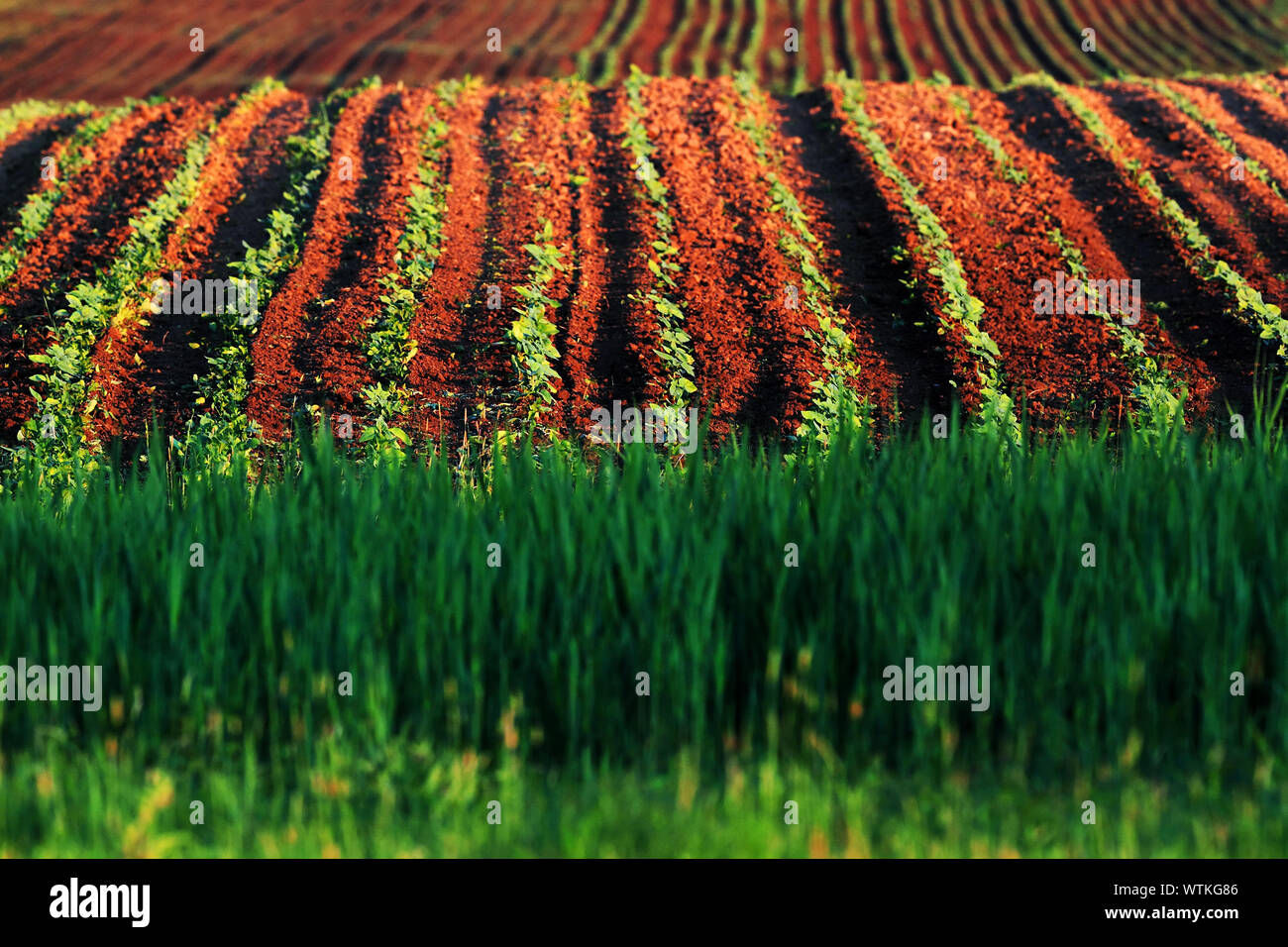 Cultivated plants hi-res stock photography and images - Alamy