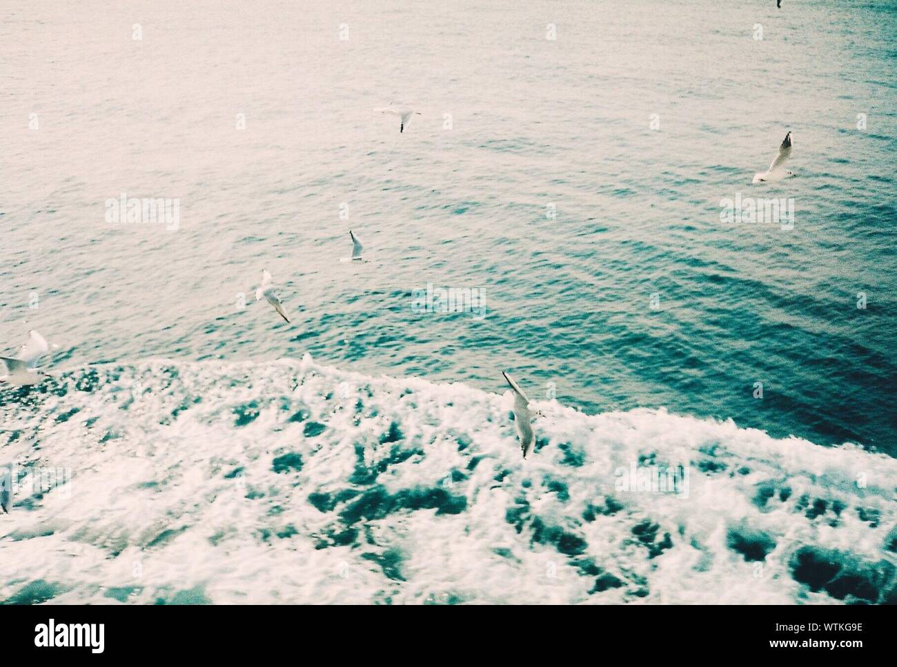 Wave birds hi-res stock photography and images - Alamy