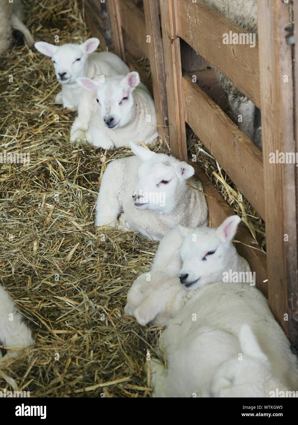 Five lambs hi-res stock photography and images - Alamy