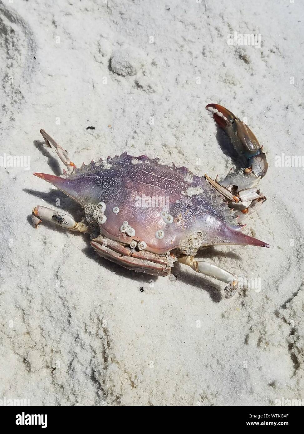 Dead crab and beach hi-res stock photography and images - Alamy