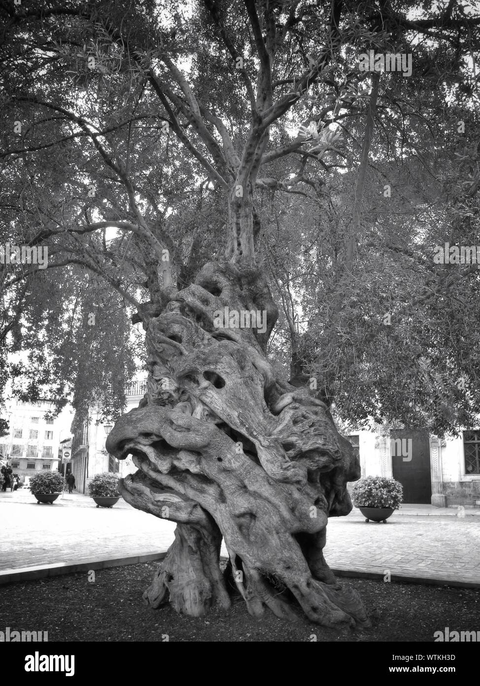 The twisted tree hi-res stock photography and images - Alamy