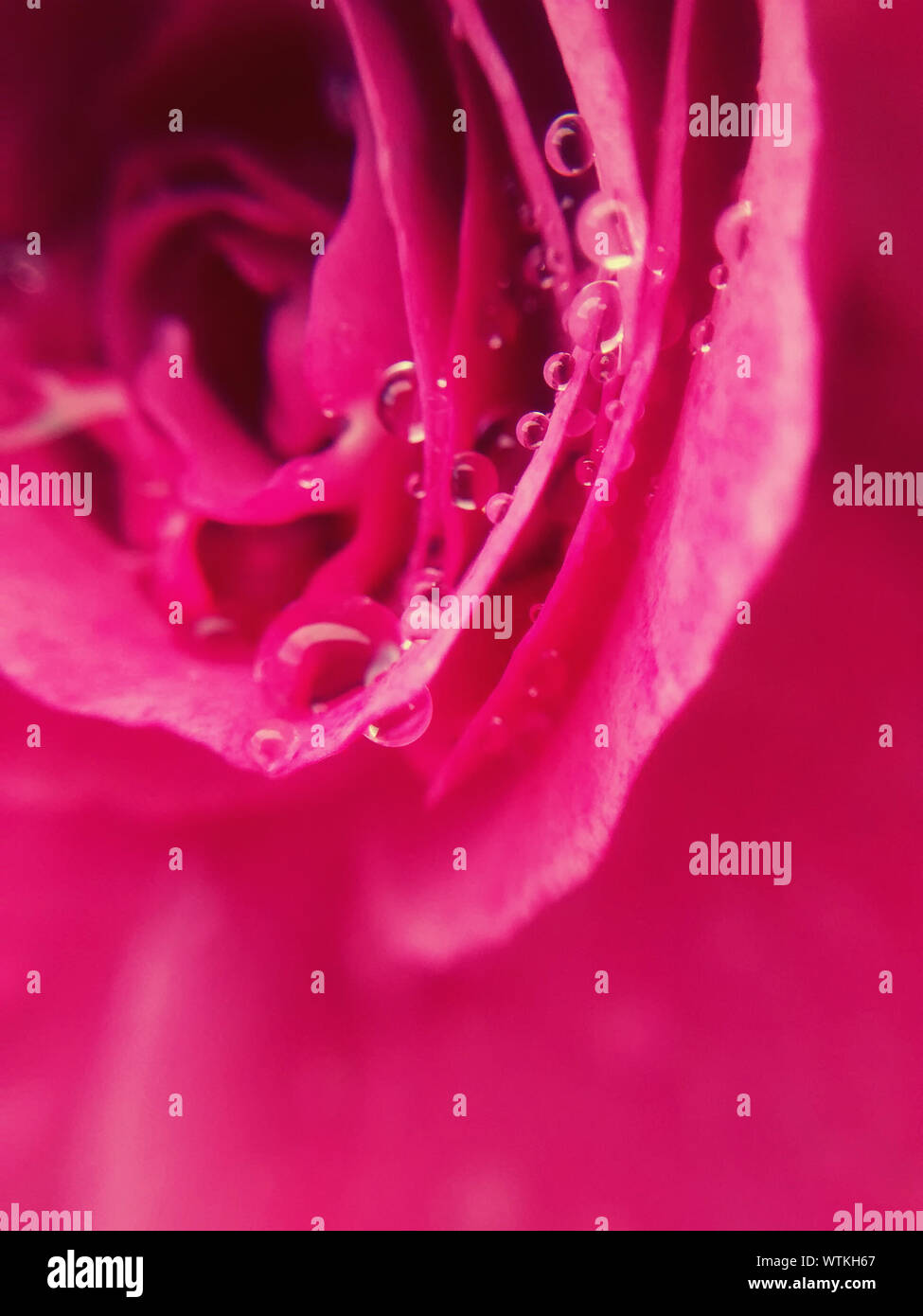 Rose pink water drops hi-res stock photography and images - Alamy