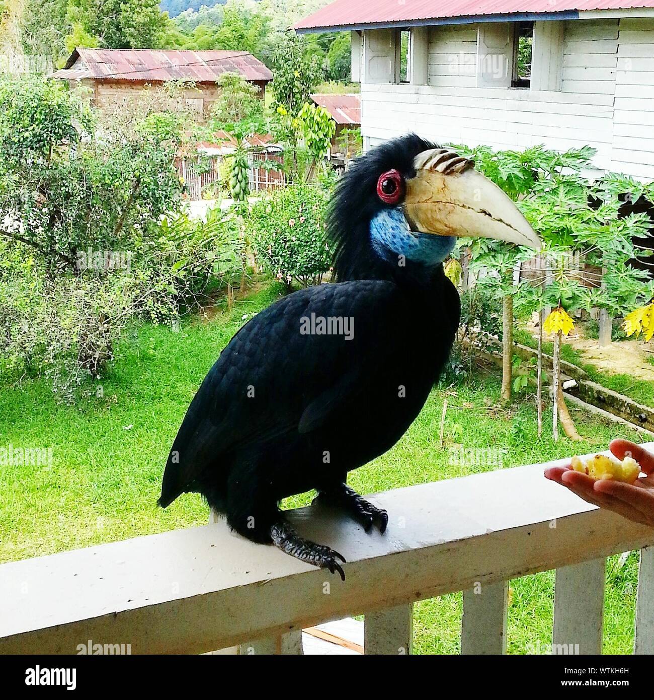 Wreathed hornbill food hi-res stock photography and images - Alamy