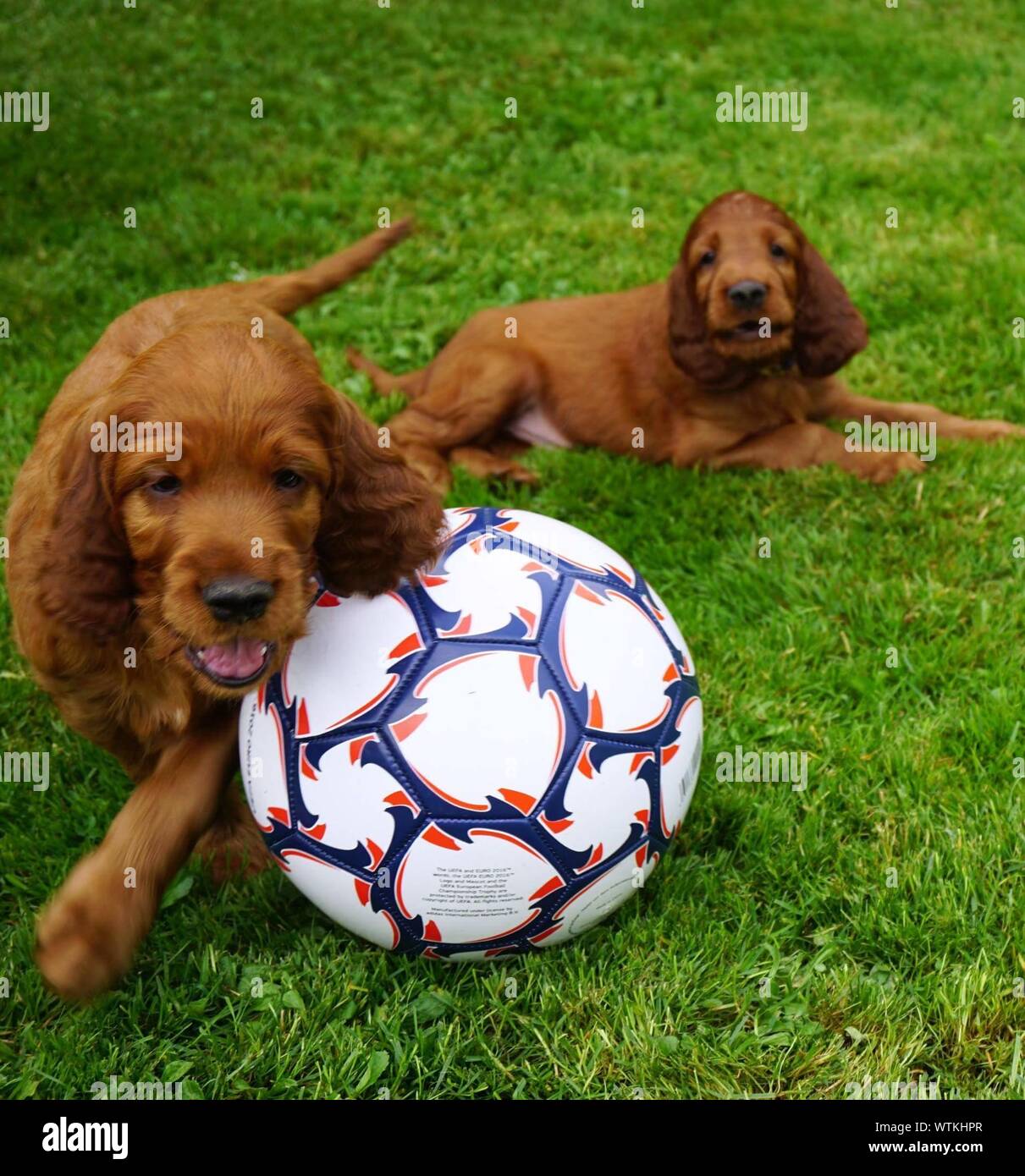 English spaniels hi-res stock photography and images - Alamy