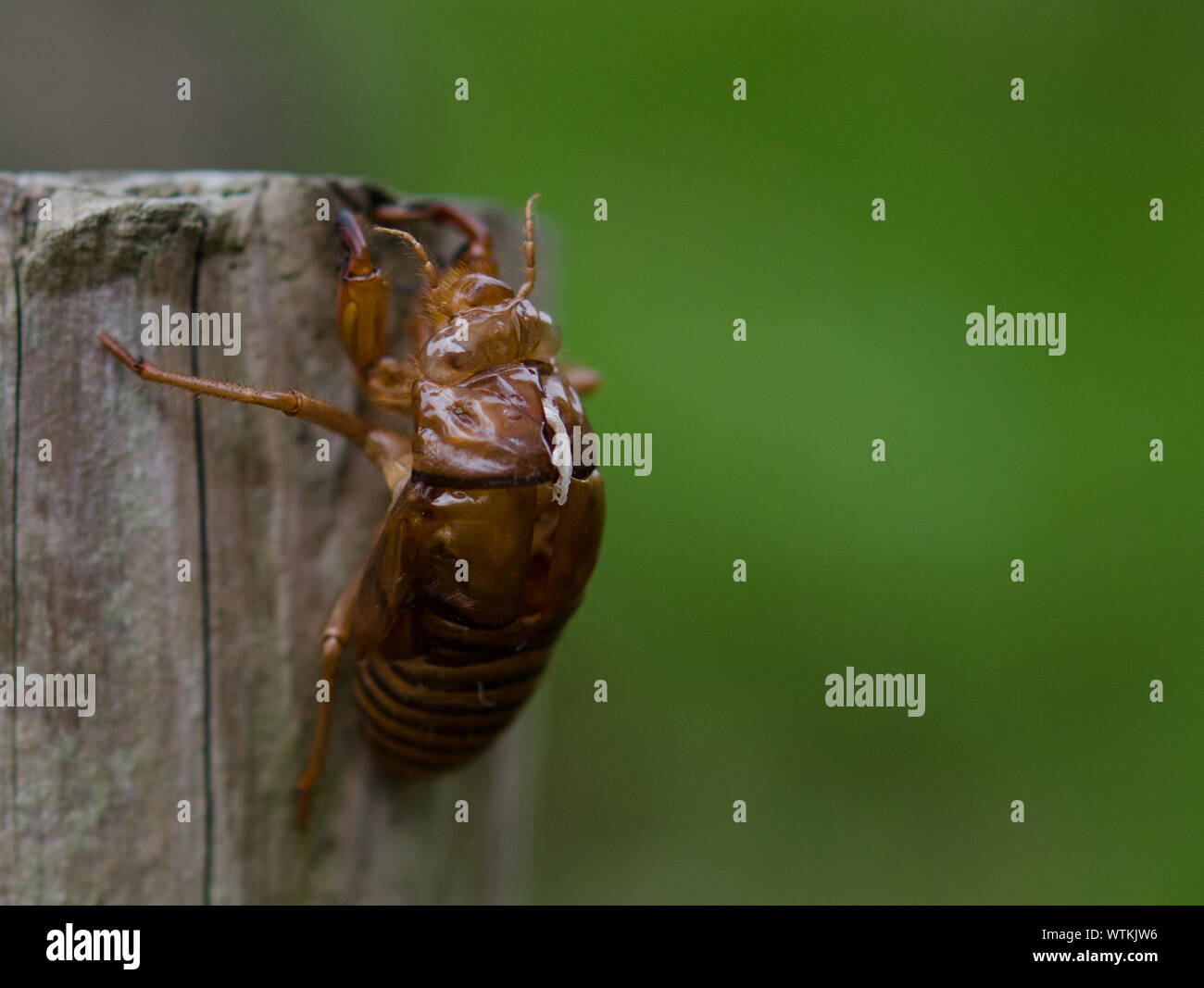 Cicada exoskeleton insect shell hi-res stock photography and images - Alamy