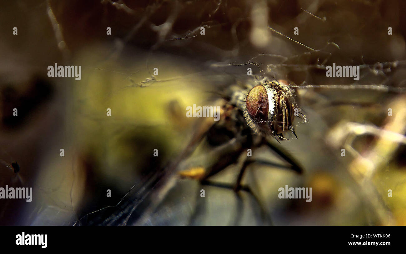 Fly spider web hi-res stock photography and images - Alamy