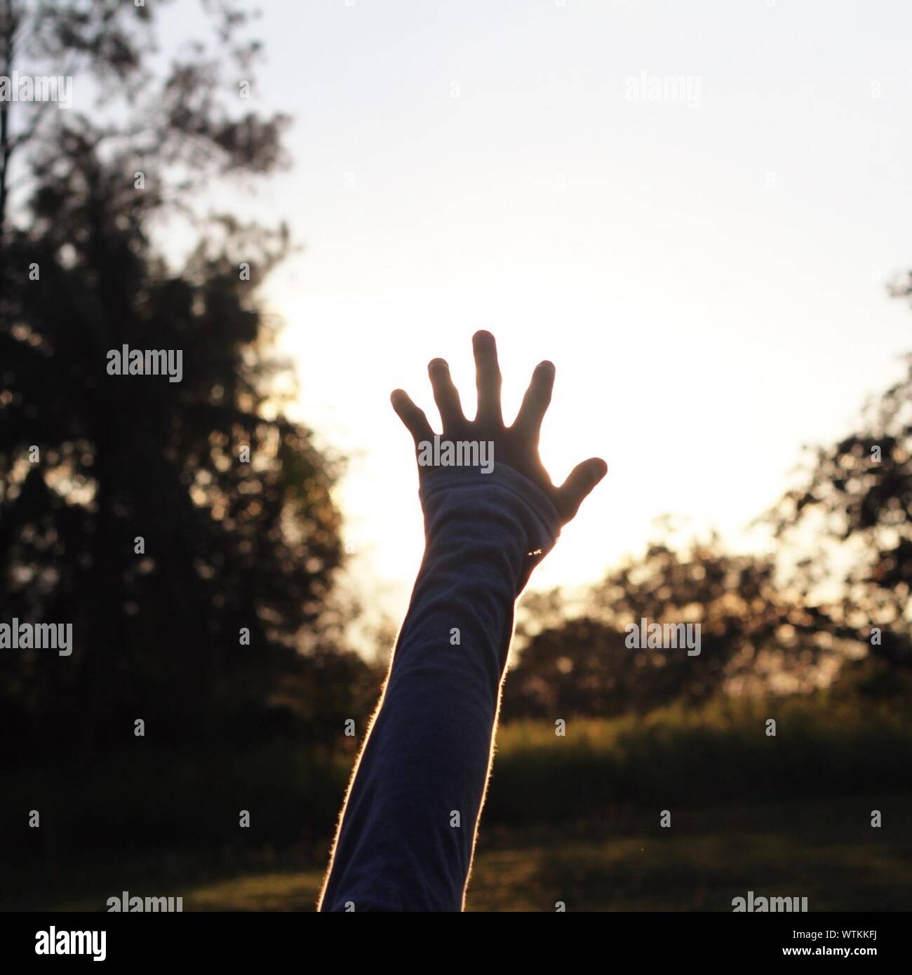 Reaching to the sun hi-res stock photography and images - Alamy