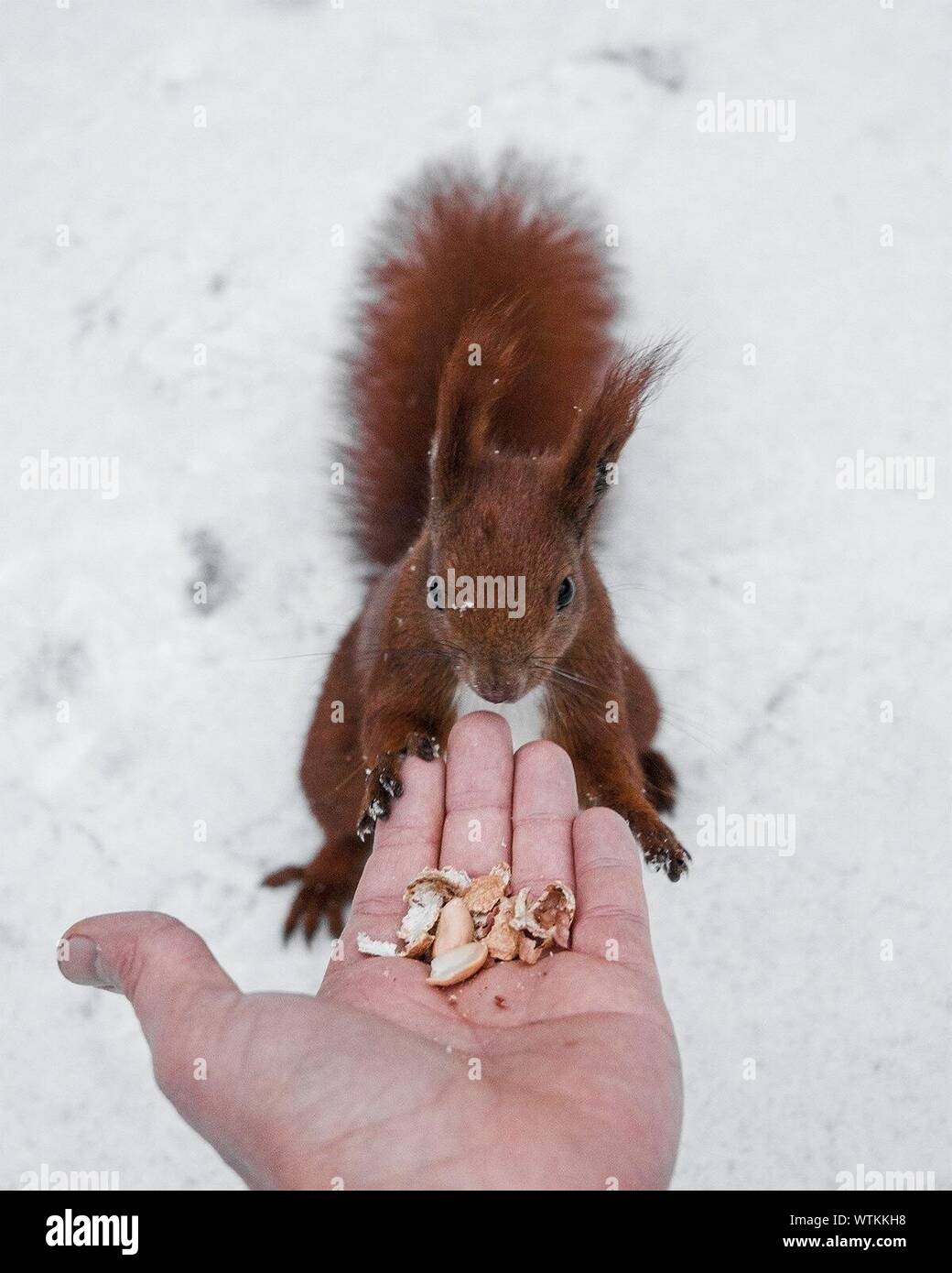 Real Squirrel High Resolution Stock Photography and Images - Alamy