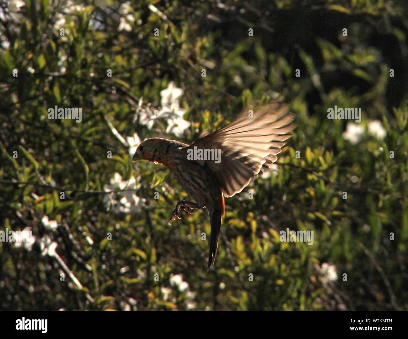 Bird of the forest hi-res stock photography and images - Alamy