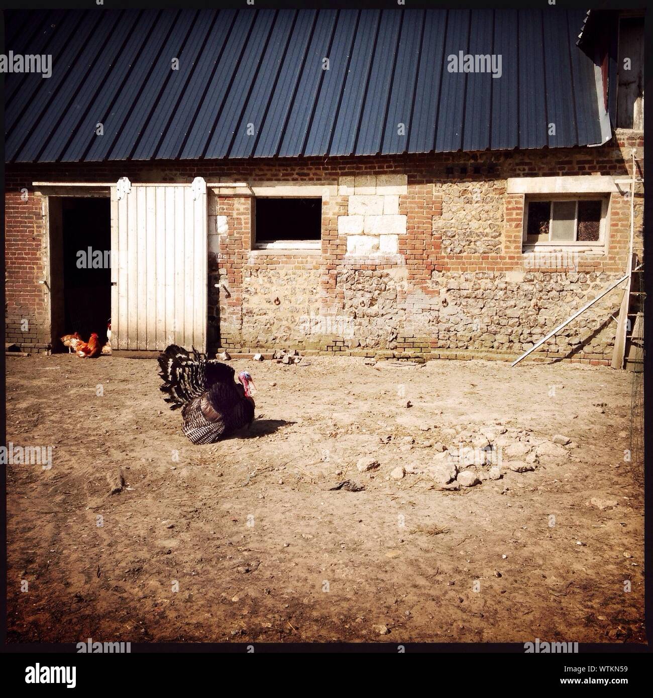 Messy Farm High Resolution Stock Photography and Images - Alamy