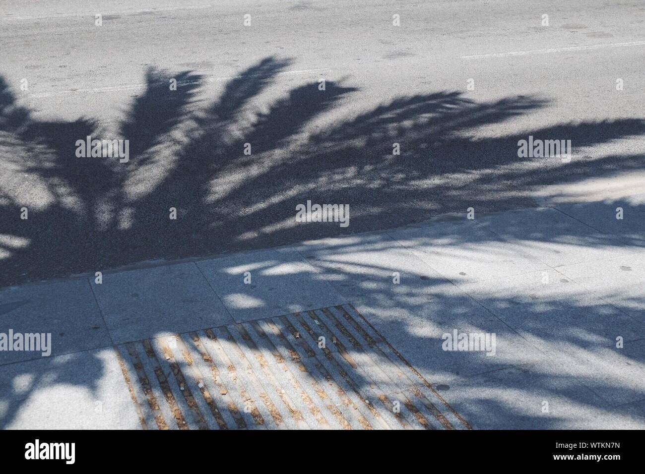 Palm shadow on asphalt hi-res stock photography and images - Alamy