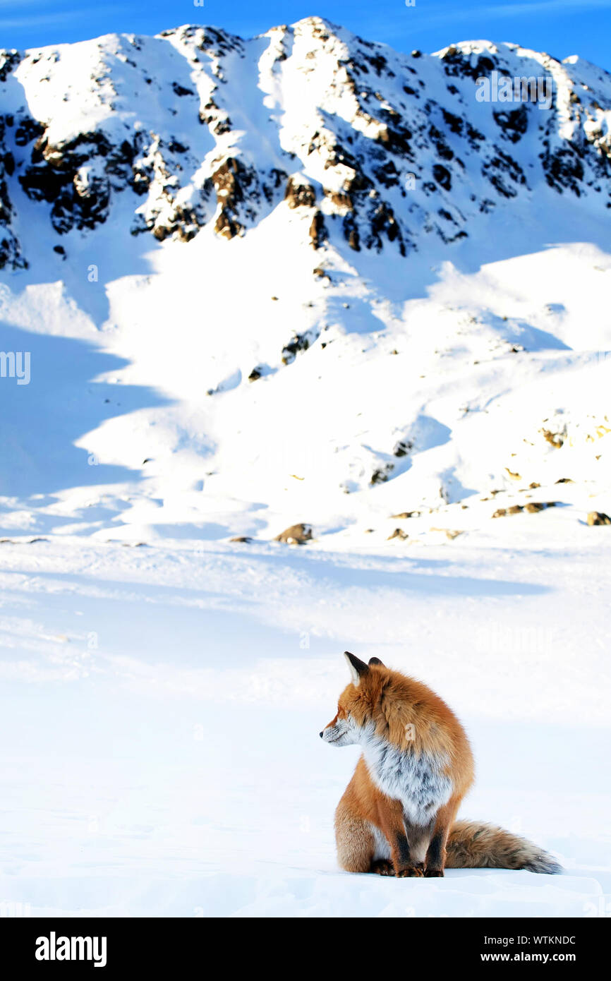Red fox sitting hi-res stock photography and images - Alamy