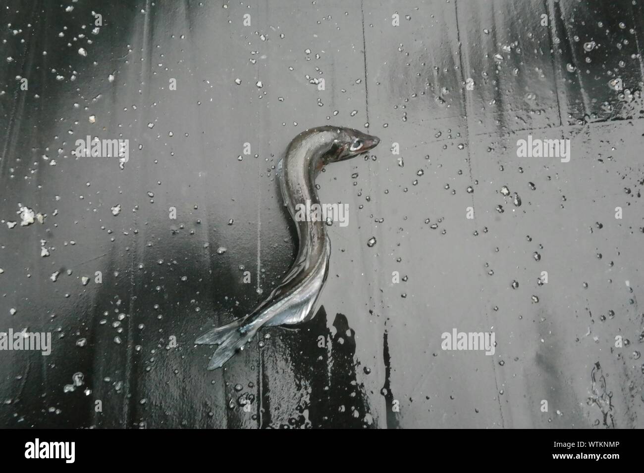 Capelin hi-res stock photography and images - Alamy