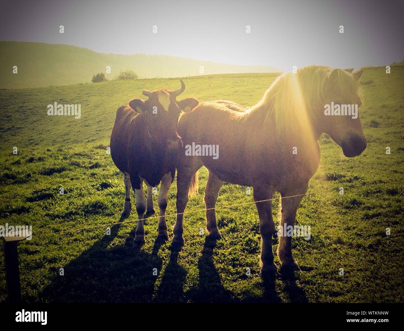 Cow Horse High Resolution Stock Photography and Images - Alamy