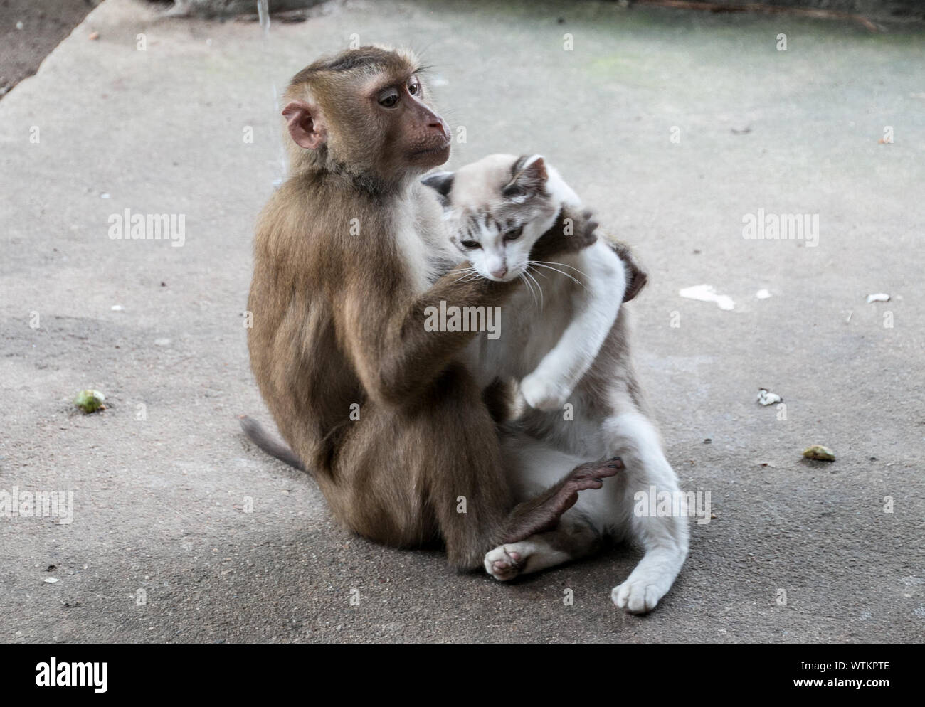 Monkey cat friendship hi-res stock photography and images - Alamy