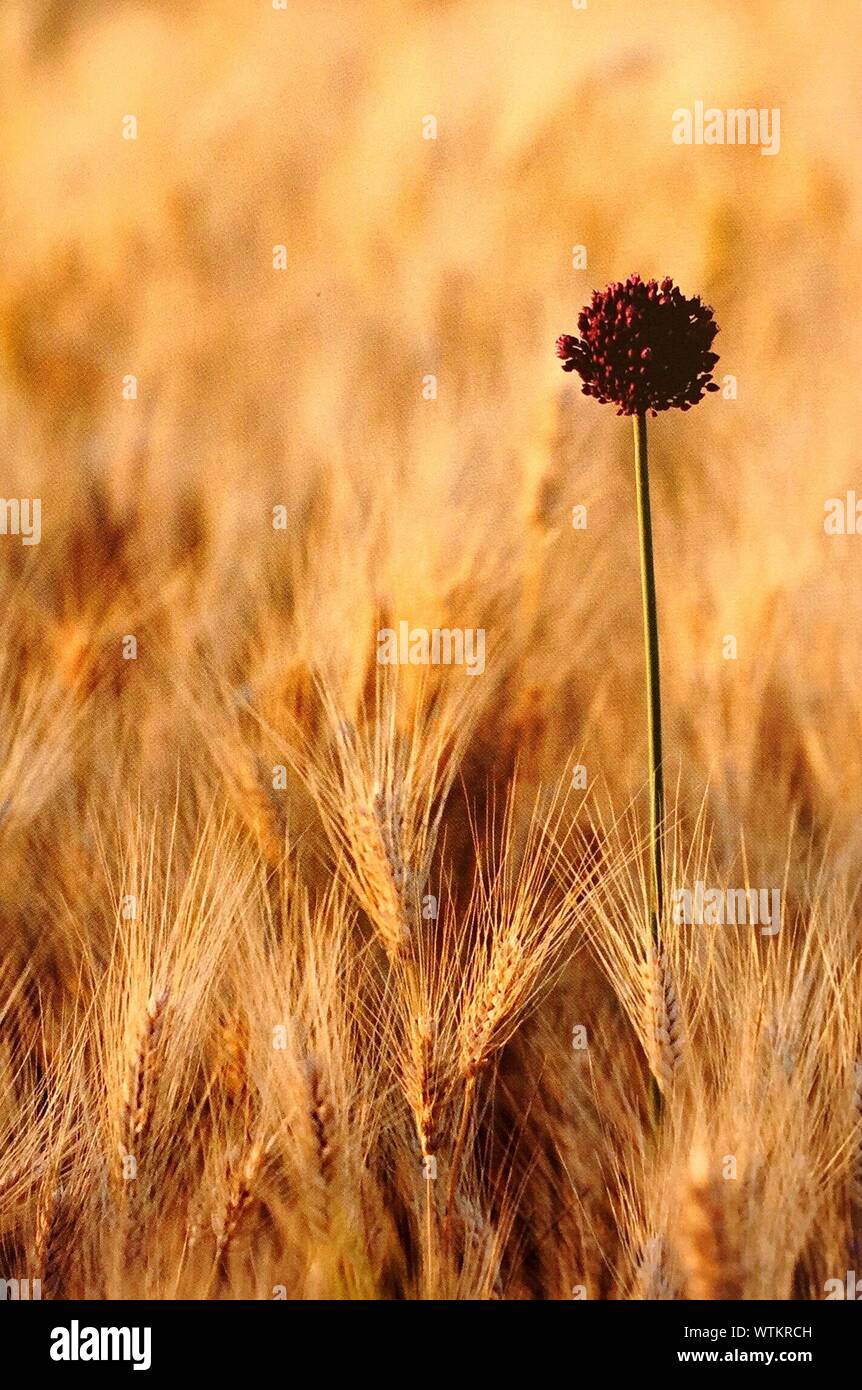 Rice in bloom hi-res stock photography and images - Alamy