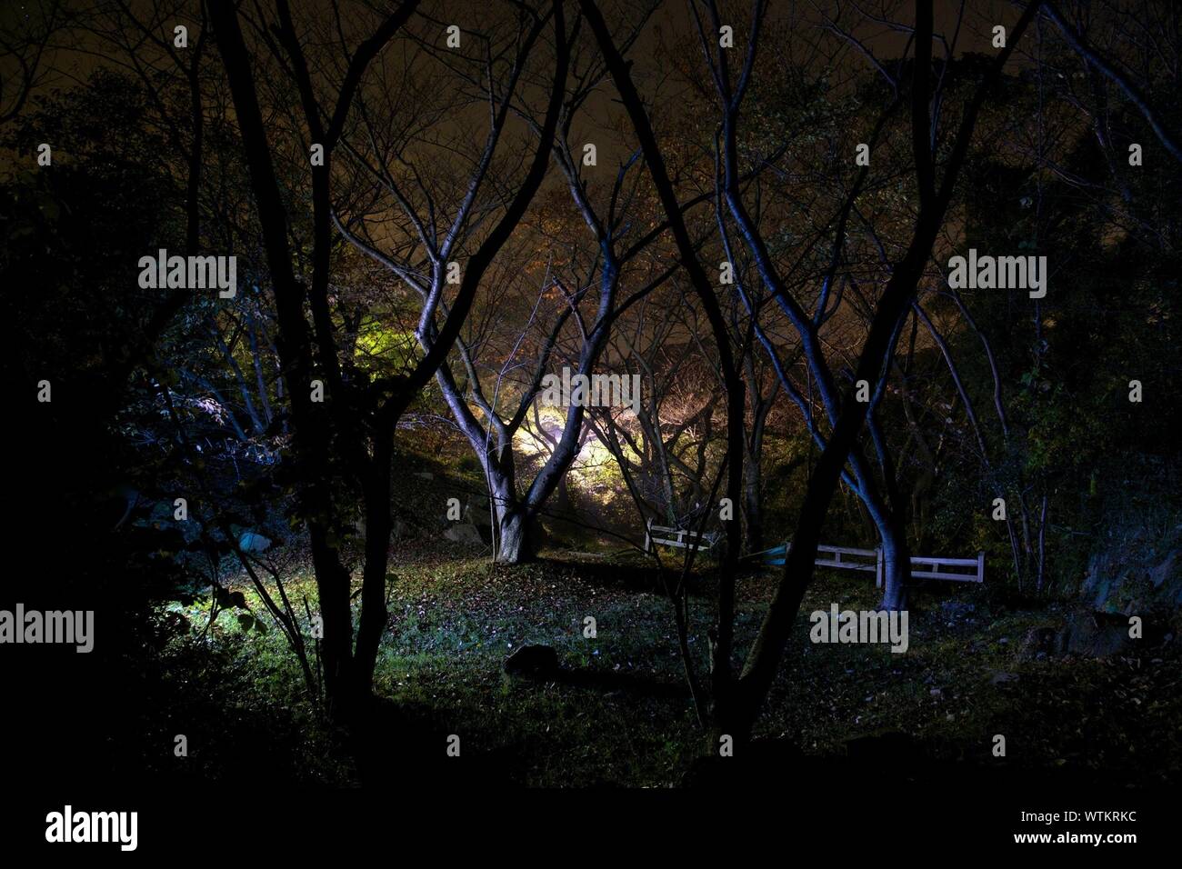 Spooky park hi-res stock photography and images - Alamy