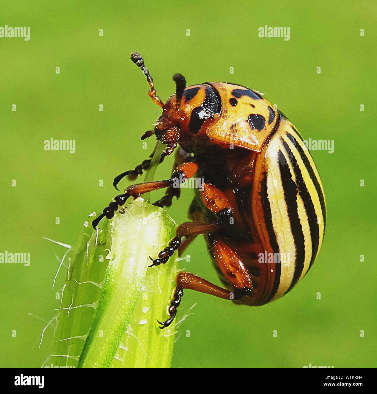 Eating plant insect hi-res stock photography and images - Alamy