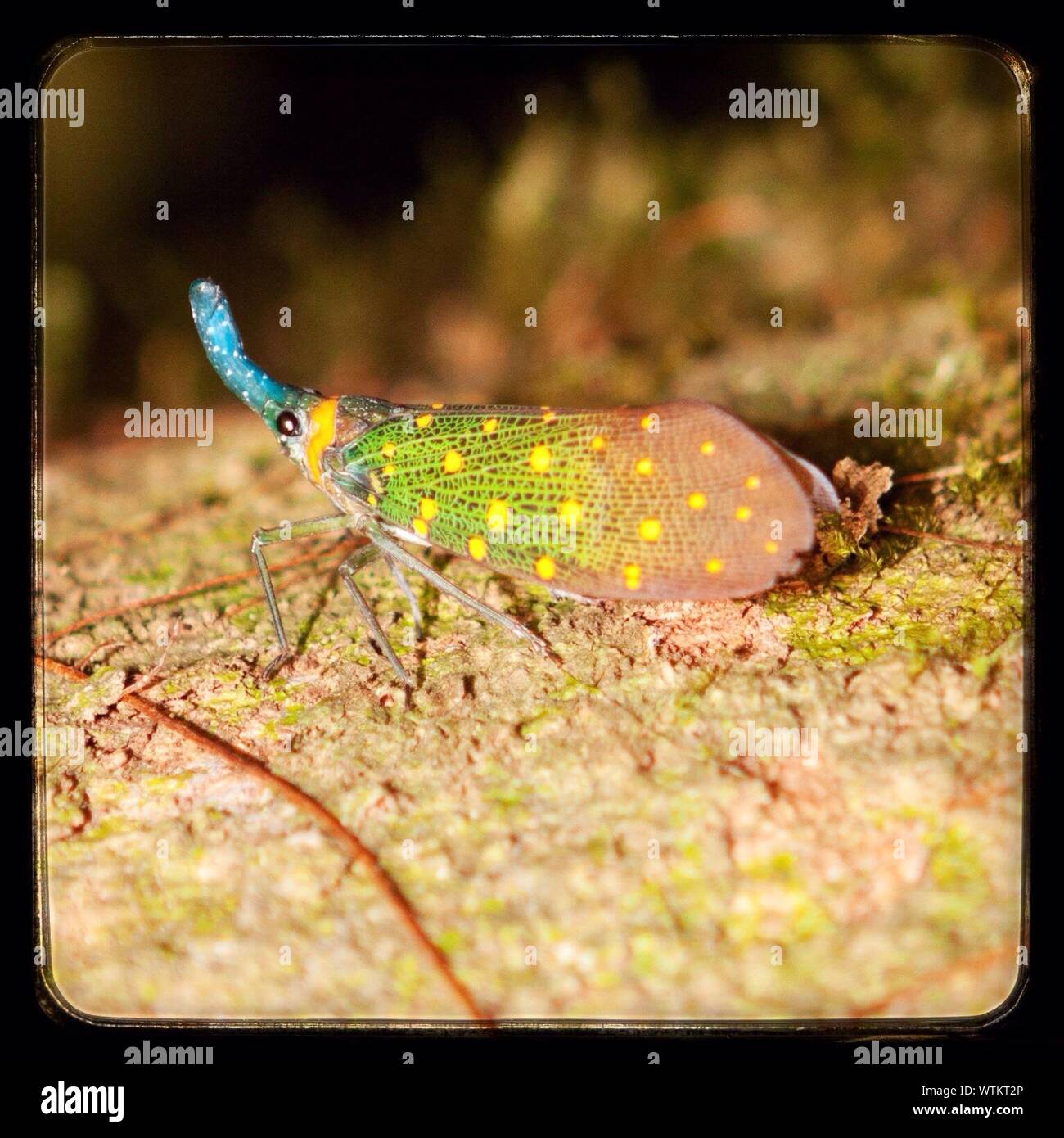 Lantern bug hi-res stock photography and images - Alamy