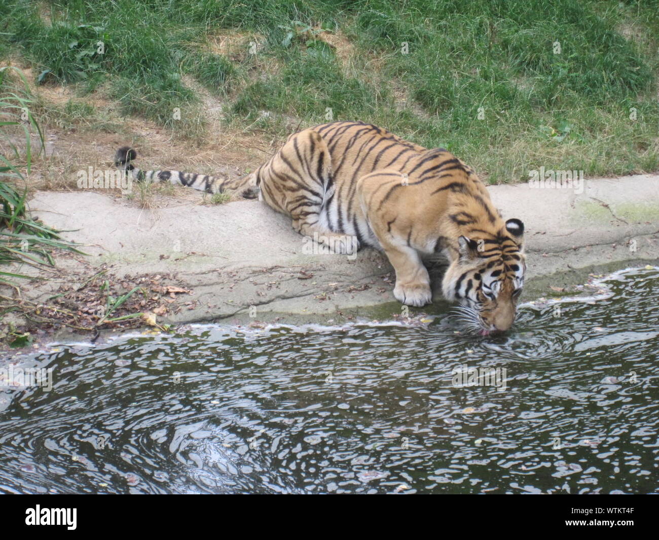 Tiger is drinking water from river water hi-res stock photography and ...