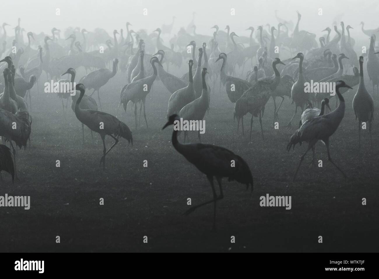 Group Of Cranes High Resolution Stock Photography and Images - Alamy