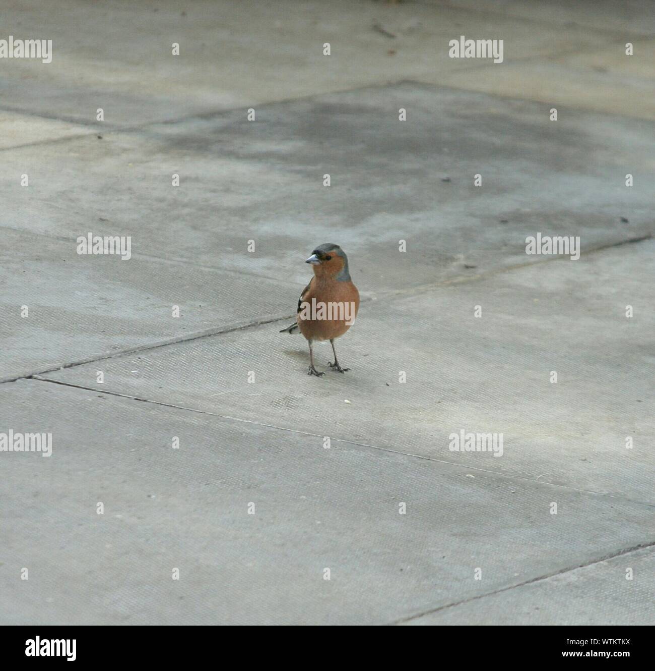 Bird on the floor hi-res stock photography and images - Alamy