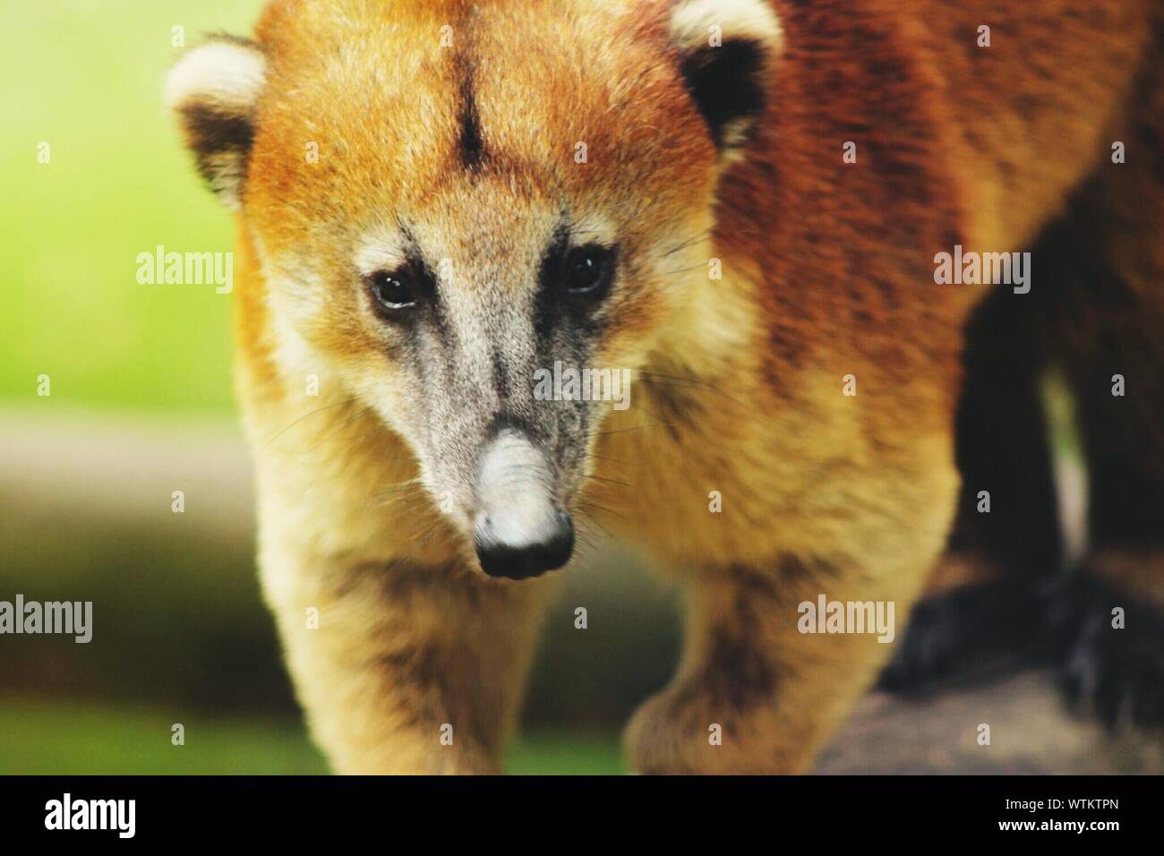 Coati Up Close High Resolution Stock Photography and Images - Alamy