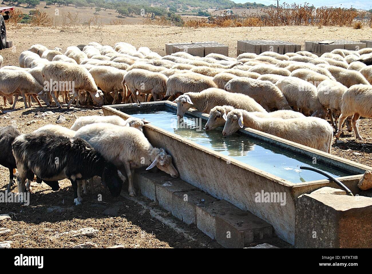 Sheep Drinking Water High Resolution Stock Photography and Images - Alamy